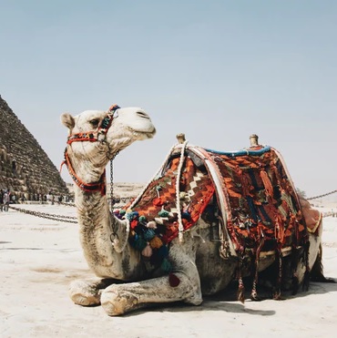 Can “Old Camel Knees” Teach Me How to Talk with God? – God Reflection